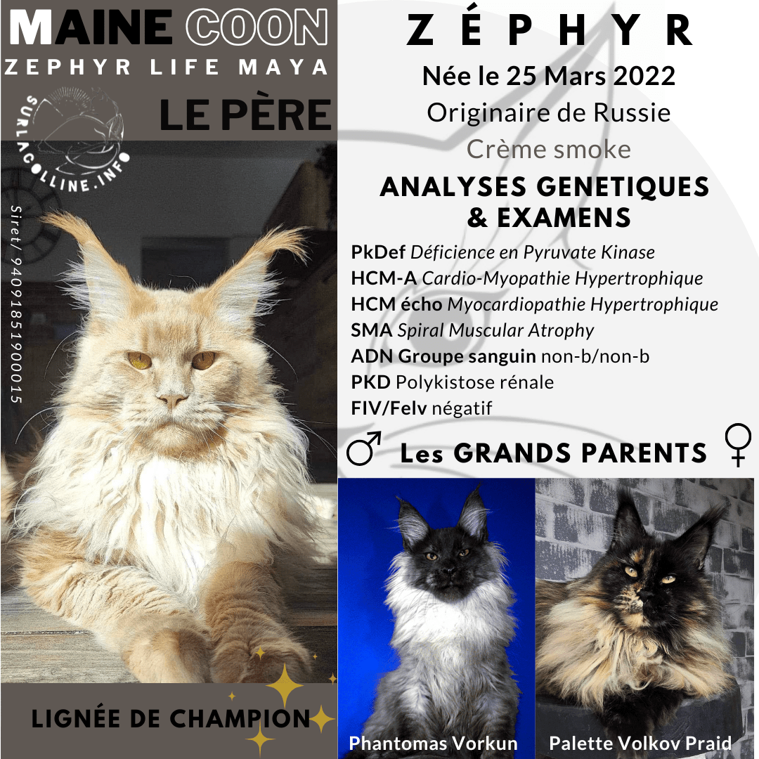 ZEPHYR LIFE MAYA - Chat Maine coon Haute-Loire | Chatterie Yutorako